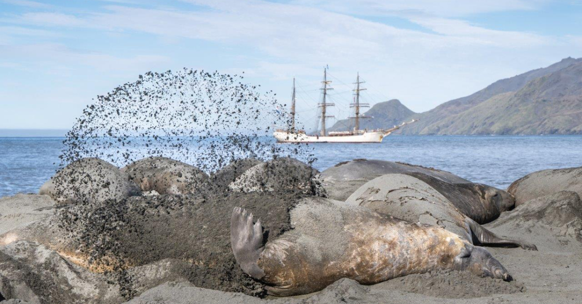 Ocean Harbour and St. Andrews Bay | Bark EUROPA